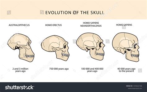 735 Human Skull Evolution Stock Illustrations Images And Vectors