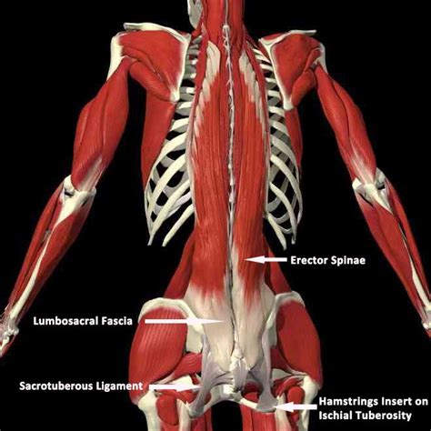 Erector Spinae Lower Back Muscles Anatomy