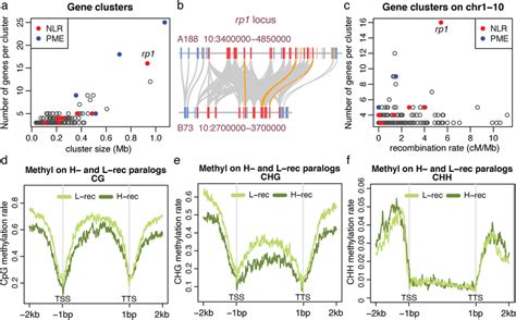 Gene Clusters And Paralogs In Low And High Recombination Regions A