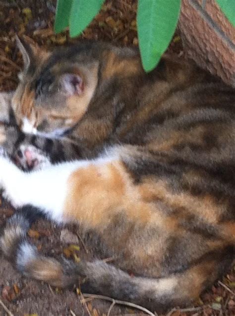 Tinkerbell The Cat Tinkerbell Cat Twitter