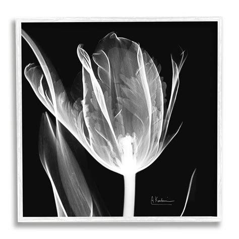 X Ray Flowers Photography