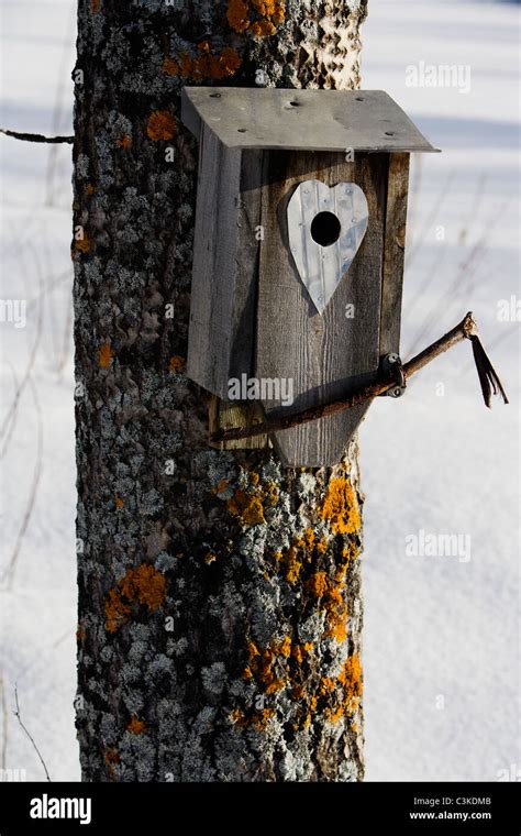 A Nesting Box In A Tree Norrland Sweden Stock Photo Alamy