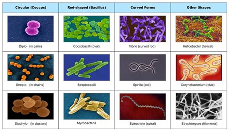 Domain Archaea Characteristics