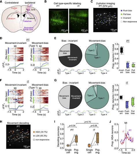 Movement Specific Signaling Is Differentially Distributed Across Motor Cortex Layer 5 Projection