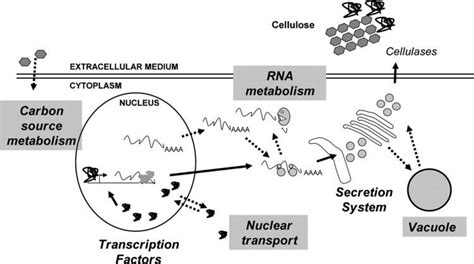 Trichoderma Reesei Alchetron The Free Social Encyclopedia