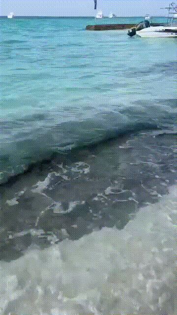 скат акула рыба живность гиф анимация гифки ПРИКОЛЬНЫЕ  анимашки смешные