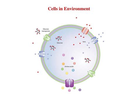 SOLUTION Cell Signalling Basics Studypool