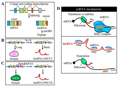 Cancers Free Full Text Mechanisms Of Long Non Coding RNAs In Cancers And Their Dynamic
