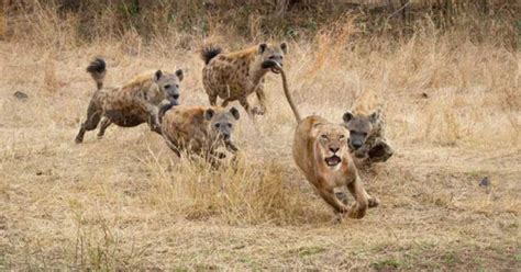 8 факти за хиените кои веројатно не сте ги знаеле Кајгана