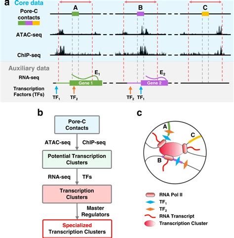 Mathematical Modeling Bridges Chromatin Architecture With Potential In