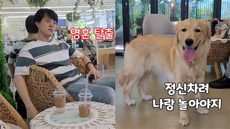 꼬마 리트리버랑 애견카페 가면 몸살 나는 이유ㅋㅋ Youtube