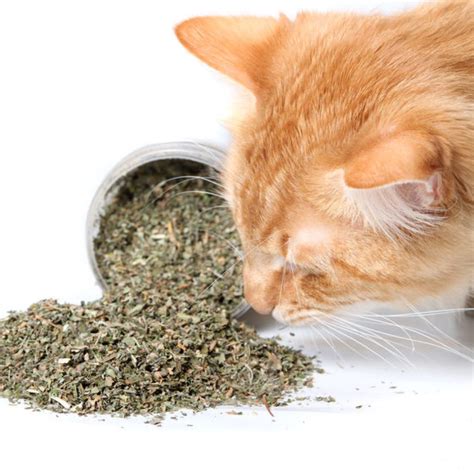 Catnip As A Bug Repellant