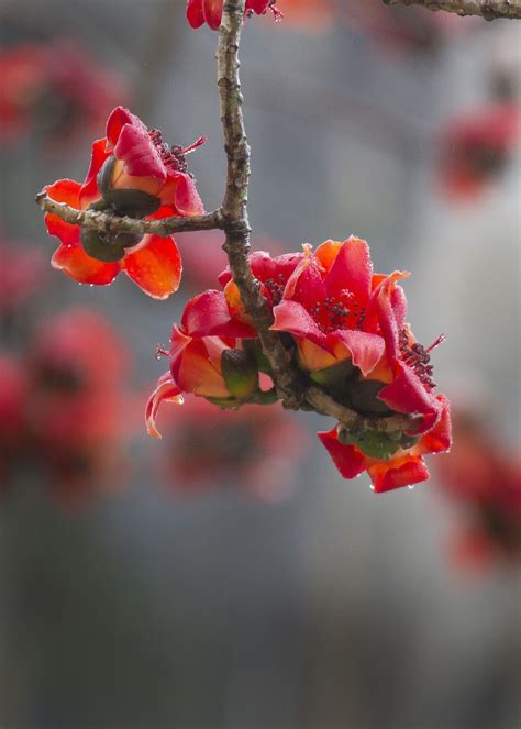 Flori Filiala Copac De Fotografie Gratuită Pe Pixabay Pixabay