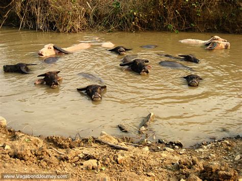 Deforestation In Laos