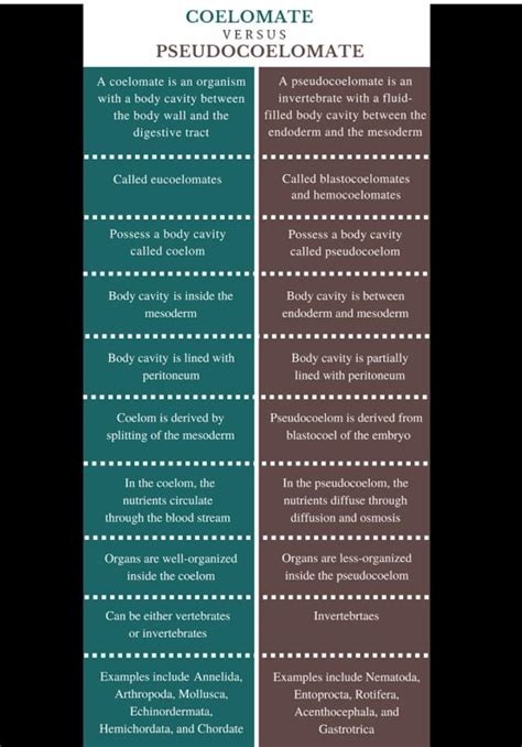 Distinguish Between Coelom And Pseudocoel