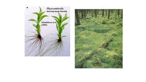 Liverworts And Mosses 16 000 Bryophytes Species Show Some Adaptations