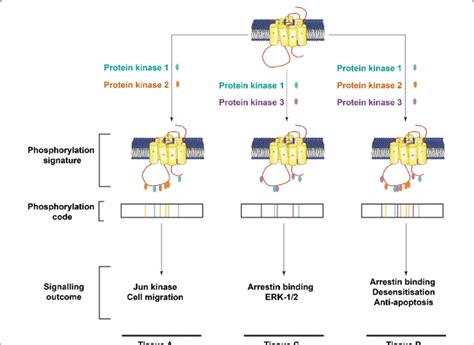 Bar Code Model Diagram This Picture Is From The Review By Tobin Et Al Download Scientific