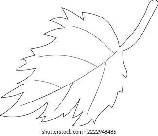 Vector Element Leaf Tree Outline Leaf Stock Vector Royalty Free Shutterstock