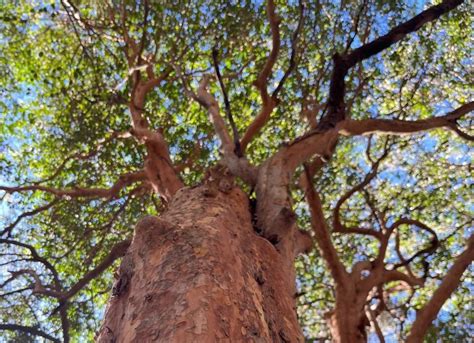 Caminata Al Bosque De Arrayanes Día Del Árbol Municipalidad De Campo Quijano