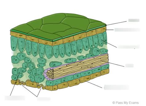 Photosynthesis Diagram Quizlet