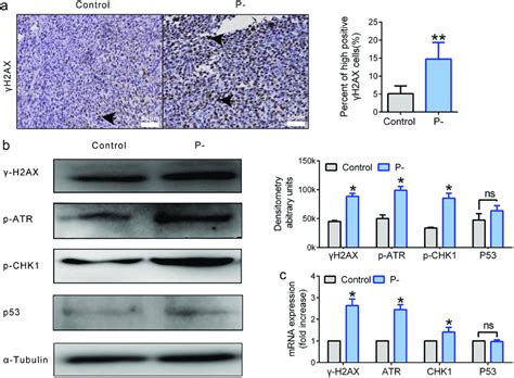 Atr Chk1 Signaling Was Activated By Pnb In Scc 7 Tumors A