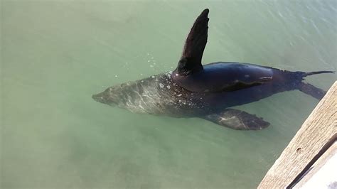 야생 바다사자물개죽은거아님끼부리는중 Youtube