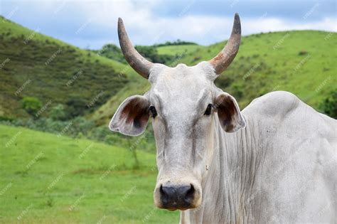Premium Photo Nellore Cattle In The Pasture