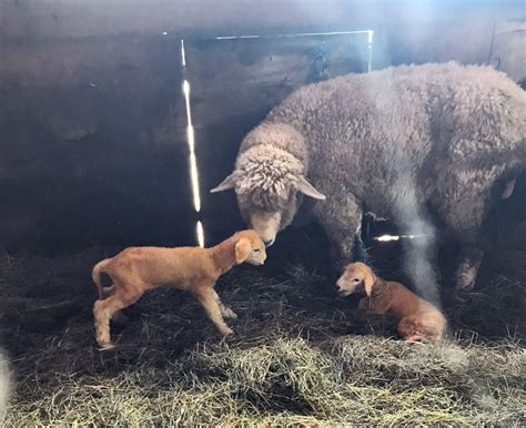2 New Lambs On The Drawing Board