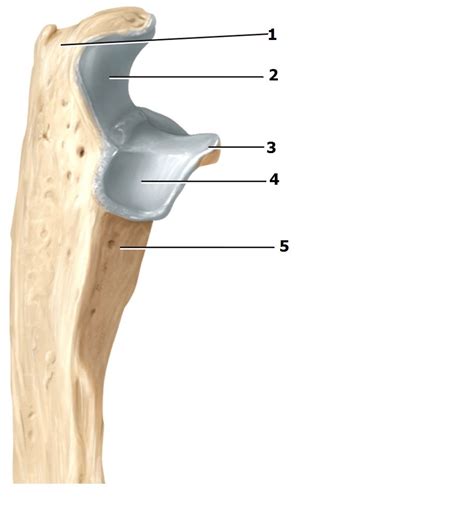 Ulna Proximal End Lateral View Diagram Quizlet