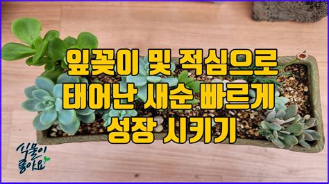 잎꽂이 및 적심으로 태어난 다육이 새순을 크게 키우는 방법 Youtube