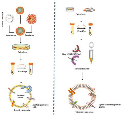 Membranes Free Full Text Current Knowledge On Exosome Biogenesis