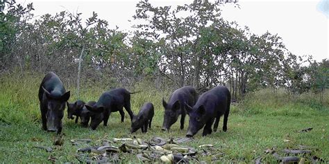 Tackling Australias Feral Pig Crisis A Look At The National Feral Pig