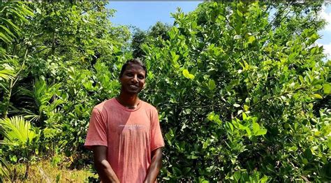 From Assam Thalis To London Dubai How The Humble Lemon Kaji Nemu Is