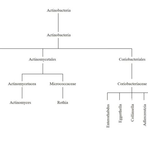 Taxonomic Structure Within The Actinobacteria Phylum Within The