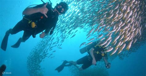 Experience An Unforgettable Morning Diving Adventure At Phi Phi Island