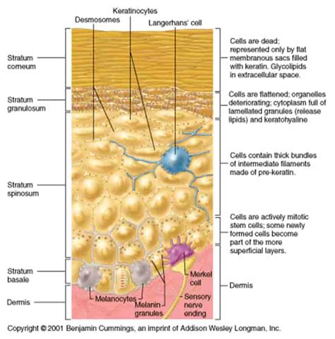 Integumentary System