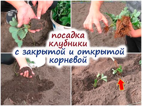 Как посадить клубнику осенью – 4 условия для успешного укоренения и ...