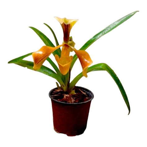 Кімнатні рослини