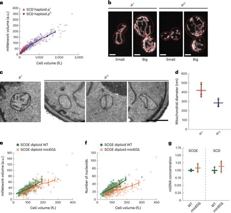 Mitochondrial Network Volume And Mtdna Copy Number Are Coupled To Cell Download Scientific