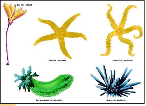 Echinoderm Biology Encyclopedia Body Human Animal System