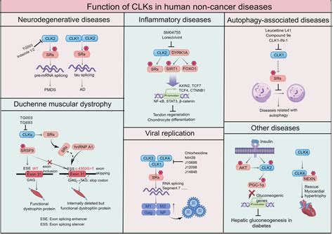 Function Of Clks And Related Inhibitors In Human Non Cancer Diseases Download Scientific Function Of Clks And Related Inhibitors In Human Non Cancer Diseases Download Scientific