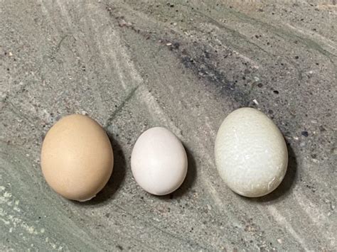 Duck Eggs Vs Chicken Eggs Whats The Difference