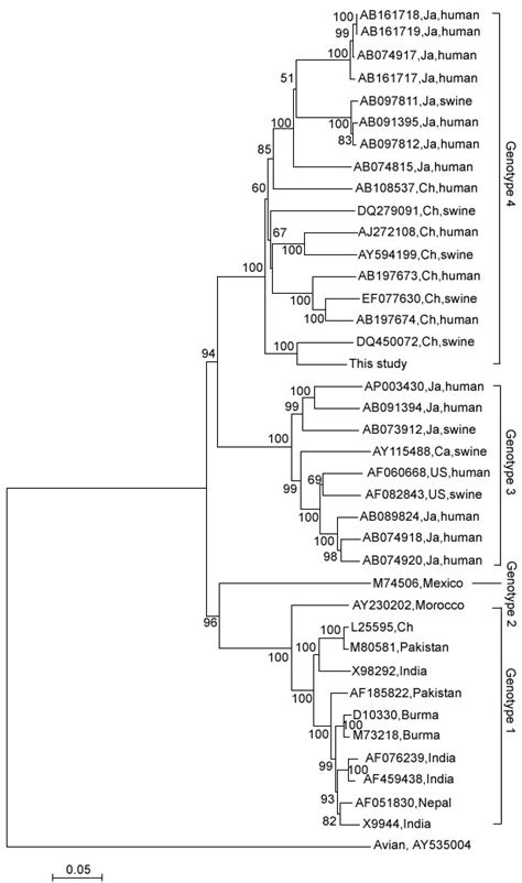Phylogenetic Trees Constructed Using Mega Software Depicting Genotypic