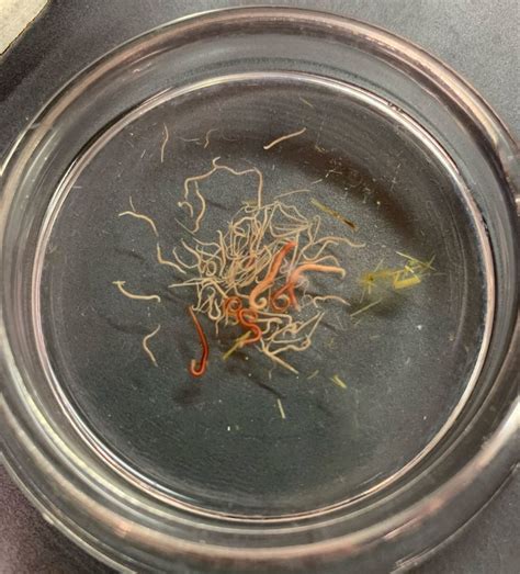 8 Common Types Of Worms In Chickens Complete Gardening