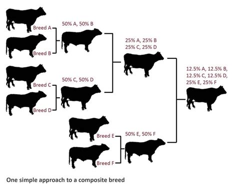 Cattle Breed Comparison Chart Ponasa