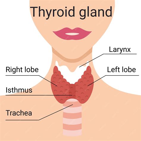 Premium Vector Thyroid Gland In Body Human Anatomy Vector Illustration Isolated On A White