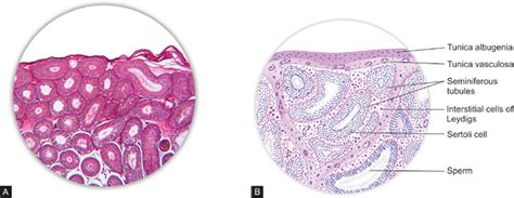 Testis Slide Seminiferous Tubules And Interstitial Cells