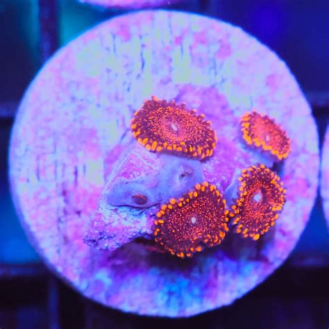 Zoanthid Coral Frag Softies Geemarine