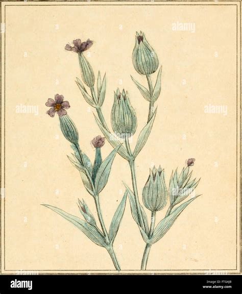 A 1809 Work Detailing Linnaeus Botanical Classification System With Examples Illustrating His