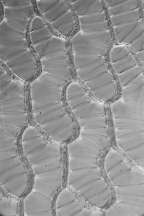 Polarization Modulated Dic Need For Science